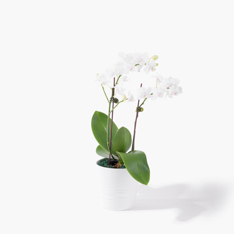 盆栽